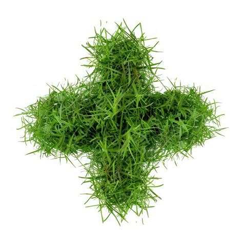 Cross Wrong Shape Grass Seasoning Free Photo Rawpixel