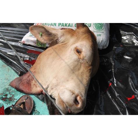 Detail Foto Kepala Sapi Koleksi Nomer 19