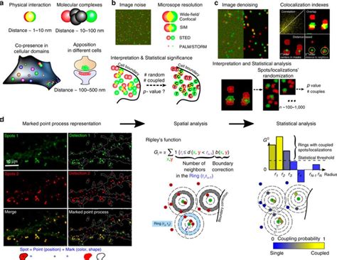 Mapping Molecular Assemblies With Fluorescence Microscopy And Object