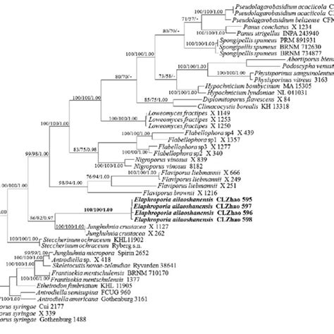 Maximum Parsimony Strict Consensus Tree Illustrating The Phylogeny Of