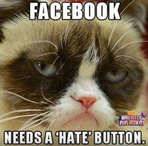 1000 Images About Grumpy Cat And Pokey On Pinterest Grumpy Cat Humor