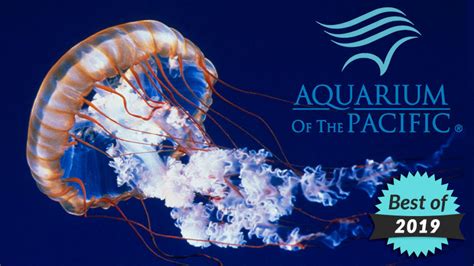 Aquarium Of The Pacific Long Beach 18 Discount