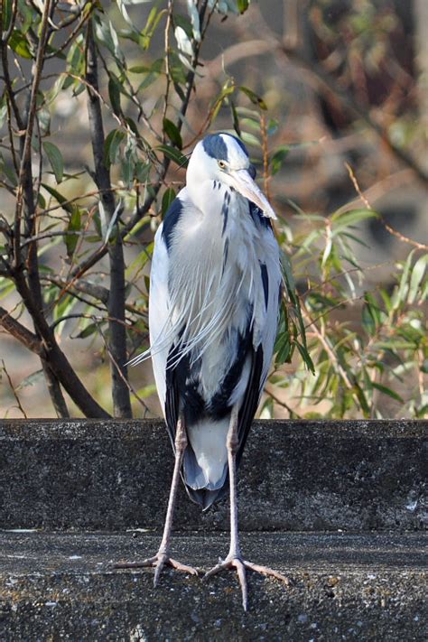 自然の営み 野鳥 虹色フォーカスannex