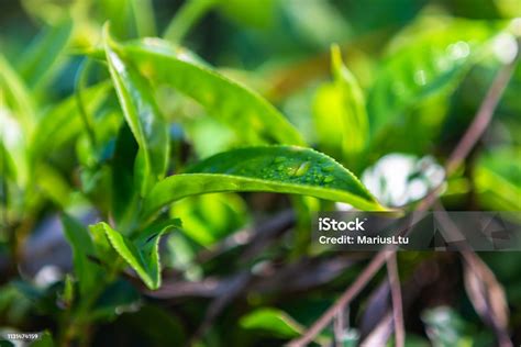 다 하 푸 탈 근처의 차 밭 스리랑카 0명에 대한 스톡 사진 및 기타 이미지 0명 가까운 계절 Istock