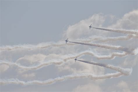 ブルインパル by まめ吉 ID10206588 写真共有サイト PHOTOHITO