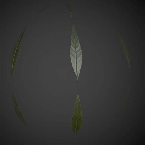 Leaf Front Back Pbr Material Texture Download