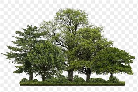 Three Trees In The Middle Of A Field With Grass And Bushes On Each Side Transparent Background
