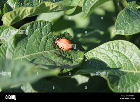The Colorado Potato Beetle Is A Bright Orange Insect Insects On The