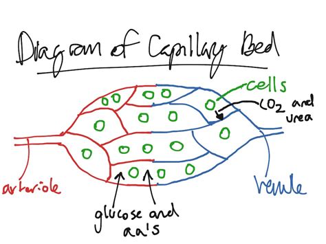 Capillary Bed Structure Definition At Maryann Wylie Blog