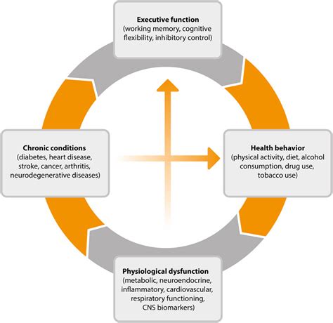 Cyclical Model Of The Relationship Between Executive Function Health