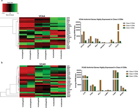 Gag Specific Hla Drb10701 Restricted Cd8 T Cells Have A Unique