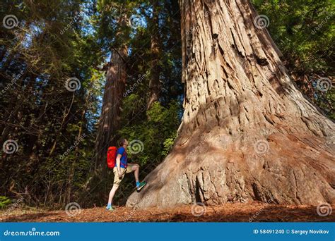 Il Tipo Sta Vicino Al Grande Albero In Sequoia La California Fotografia