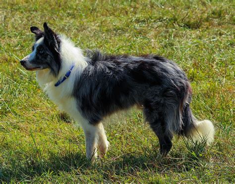 Are Collies Herding Dogs