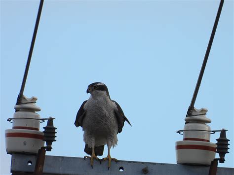 オオタカ亜種 2023 12 02 日本の野鳥識別図鑑