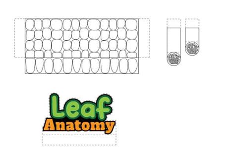 Learn About Leaf Anatomy With This Diorama Printable