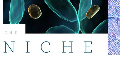 The Niche Newsletter About Biological Sciences Academics