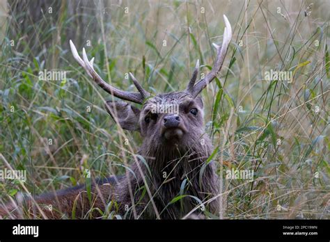 Deer With Large Horns Walking Running Screaming Among Females During