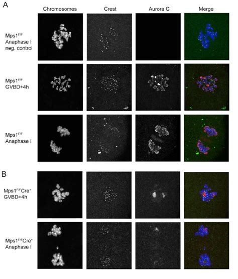 Aurora C Localization To Chromosomes Depends On Kinetochore
