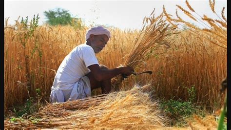 Govts Diwali T For Farmers Msp For Rabi Crops Hiked Wheat Up Rs