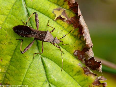 Riptortus Pedestris S Insects Nature