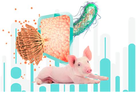 Endotoxinas E Micotoxinas E Sua Importância Golden Zone