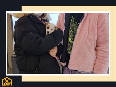 잭러셀테리어 델리 책임분양 강아지분리불안 골든리트리버분양가 시바견무료분양 인천강아지무료분양 푸숑 푸들분양가 아기고양이 무료애견분양 빅토리아펫보호소 입양완료