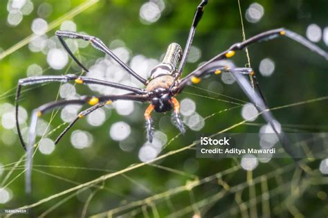 Spider Nephila Pilipes Golden Orbweb Spider On Netting Web Closeup