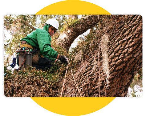 Lightning Protection Arbornature Tree Experts