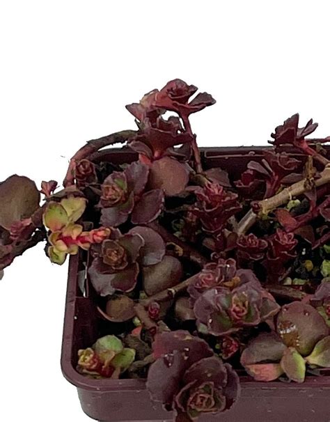 Sedum S Ruby Mantle 4 Inch The Garden Corner