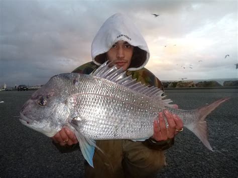 Pink Snapper From The Stones Fishing Fishing Wa