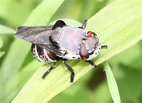 Weird Bug Img 3377 Cuterebra Buccata Bugguide Net