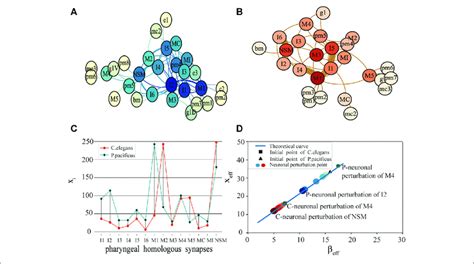 Comparison Of Function And Structure Of Synaptic Connectivity In Download Scientific Diagram