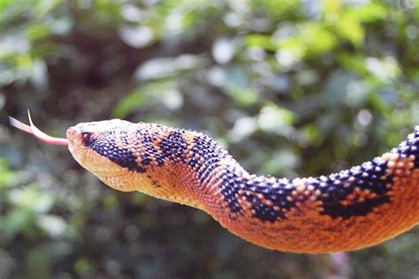 Surucucu Cobra Bico De Jaca