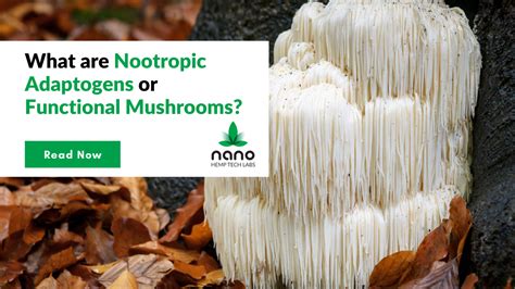 What Are Nootropic Adaptogens Or Functional Mushrooms Nano Hemp Tech