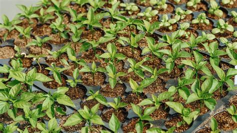 Como o som pode fazer plantas crescerem mais rápido segundo este