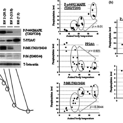 Effect Of The Ribosomal Protein S6 Kinase S6k Inhibitors