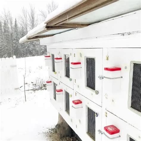 17 Free Diy Quail Coop Ideas And Plans For The Backyard Building Tips
