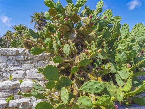 Spiny Green Cactus Cacti Plants Trees With Spines Fruits Mexico Stock Image Image Of Spiny