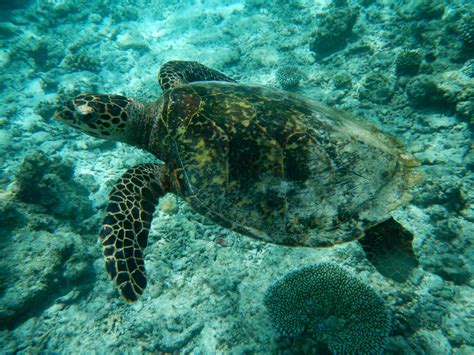 Turtle and Shark Photo Safari – BEACH HEAVEN MALDIVES