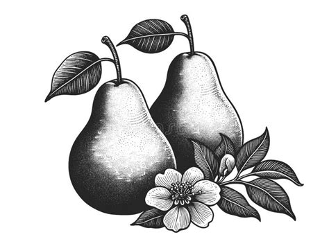 一对梨叶水果植物草图矢量图 向量例证 插画 包括有 问题的 有机 工厂 墨水 详细 食物 果子 313158222