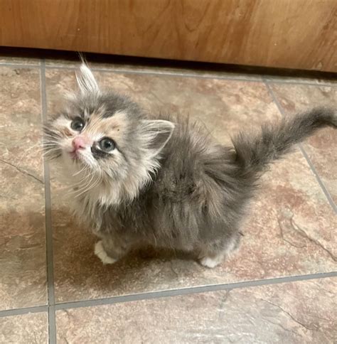 Holly My Foster Squish Rillegallysmolcats