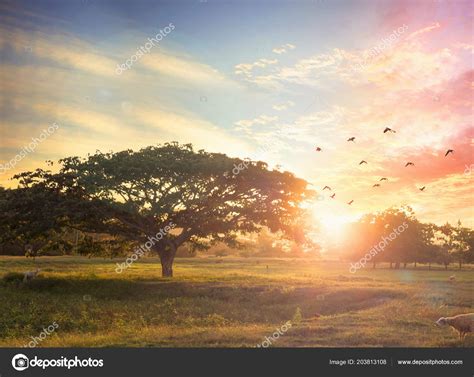 Nature Background Concept Alone Tree Meadow Sunset Stock Photo