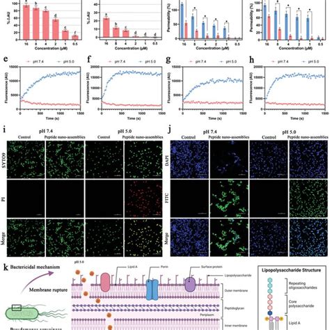 A The Peptide Molecular Structure Is Designed As A Self‐assembling