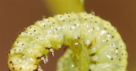 Variety Of Life Hymenoptera