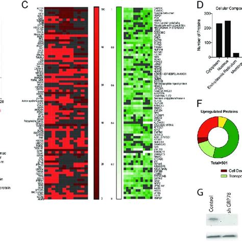 Downregulation Of Grp78 In Pancreatic Cancer Cells Affects Metabolic