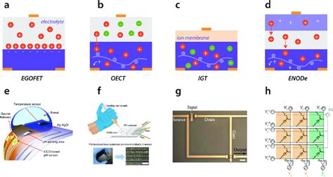 Recent Examples Of Organic Transistors In Neuromorphic And Sensing