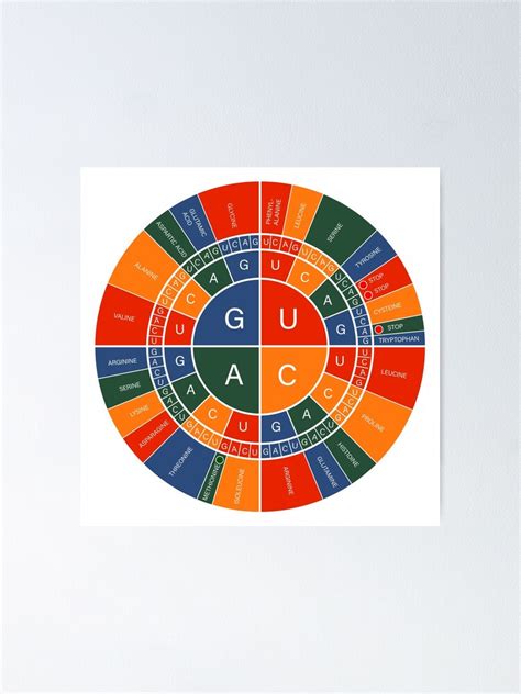 Mrna To Amino Acid Codon Wheel Poster For Sale By Objetdart Redbubble