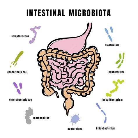 Intestinal Microbiota Of The Human Medicine Illustration Premium Ai