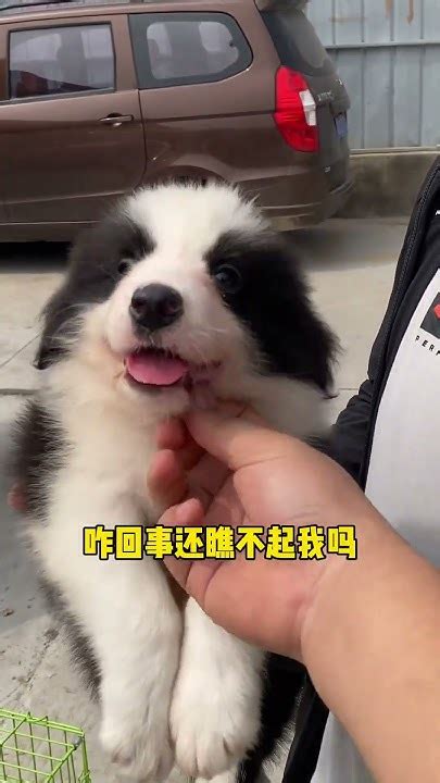边牧 边境牧羊犬 黑白边牧 边牧幼犬 边牧宝宝 Dou小助手 Dou上热门 Youtube