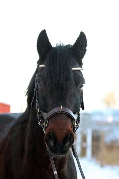 Nrk Hästar Corhuduff Bobby Sparrow Nynäshamnns Ridklubb